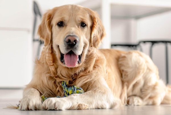 5 Causas de muerte en Golden Retriever